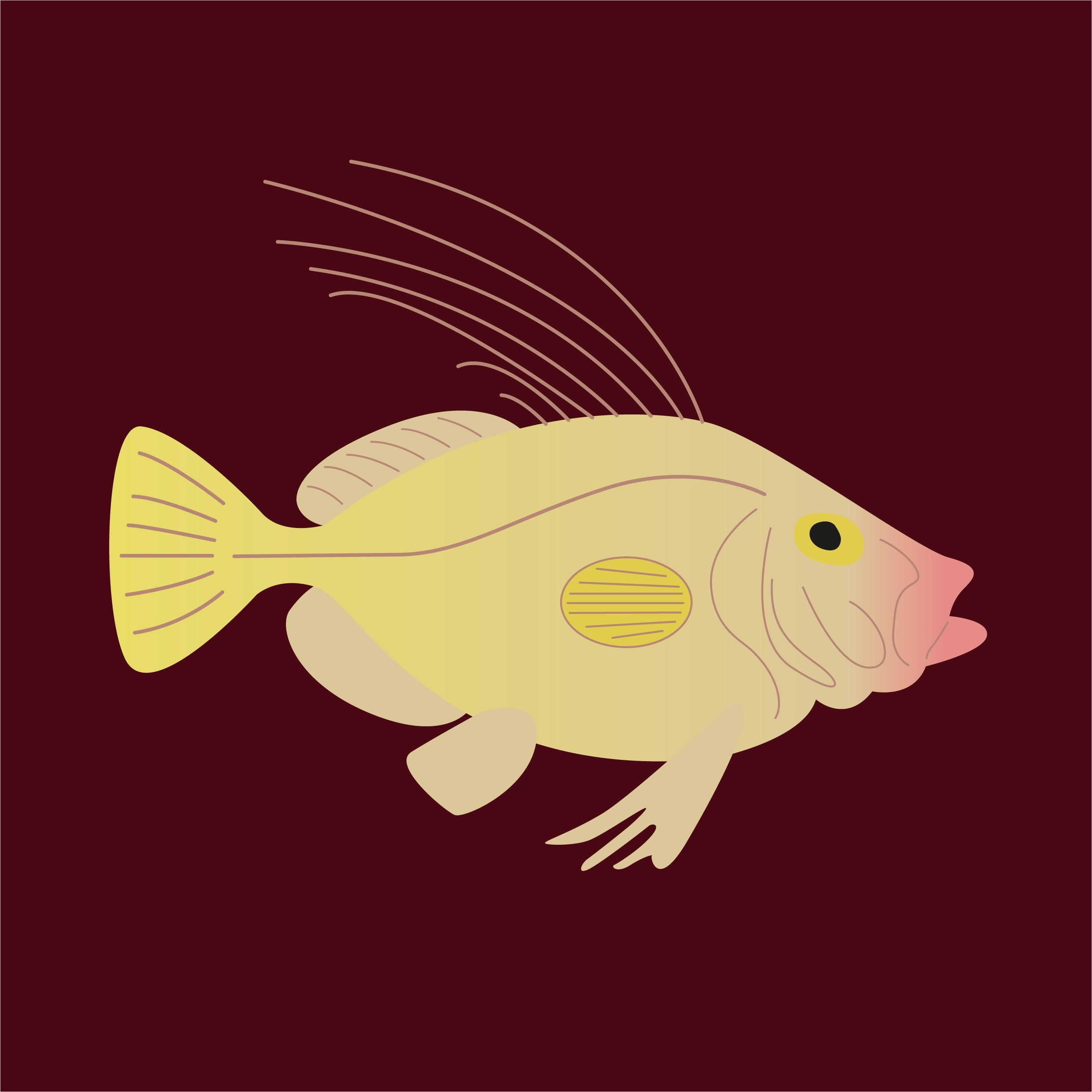 FISH & SHELLFISH (Fresh fish lands Wednesday) – Wylde Market